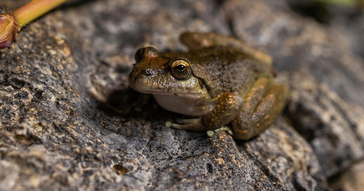 First Booroolong Frog Release | Taronga Conservation Society Australia