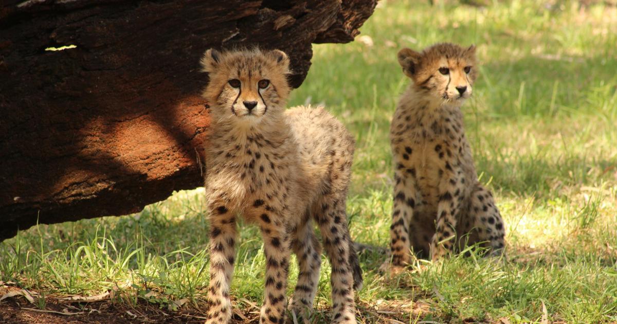 Cheetah cubs now on exhibit | Taronga Conservation Society Australia