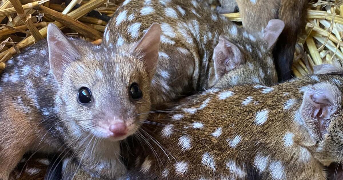 Long journey home for endangered chuditch | Taronga Conservation ...