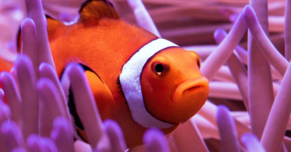 Supporting An Icon | Taronga Conservation Society Australia