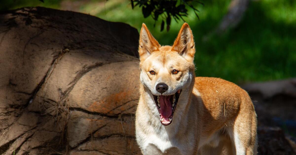 Taronga Animals at Christmas Time | Taronga Conservation Society Australia
