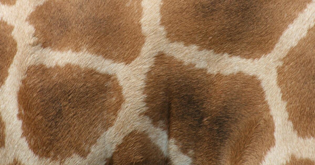 Stand tall for World Giraffe Day | Taronga Conservation Society Australia