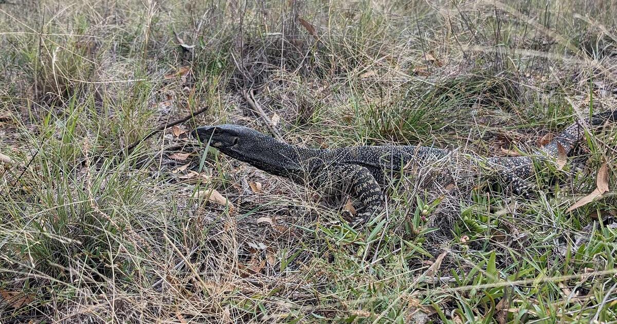 Goanna goes home | Taronga Conservation Society Australia