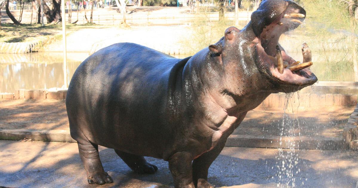 Farewell Happy Hippo | Taronga Conservation Society Australia