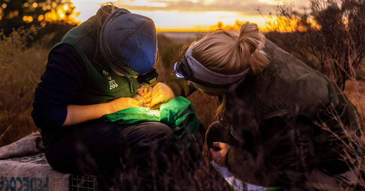 Greater Bilby population thriving | Taronga Conservation Society Australia