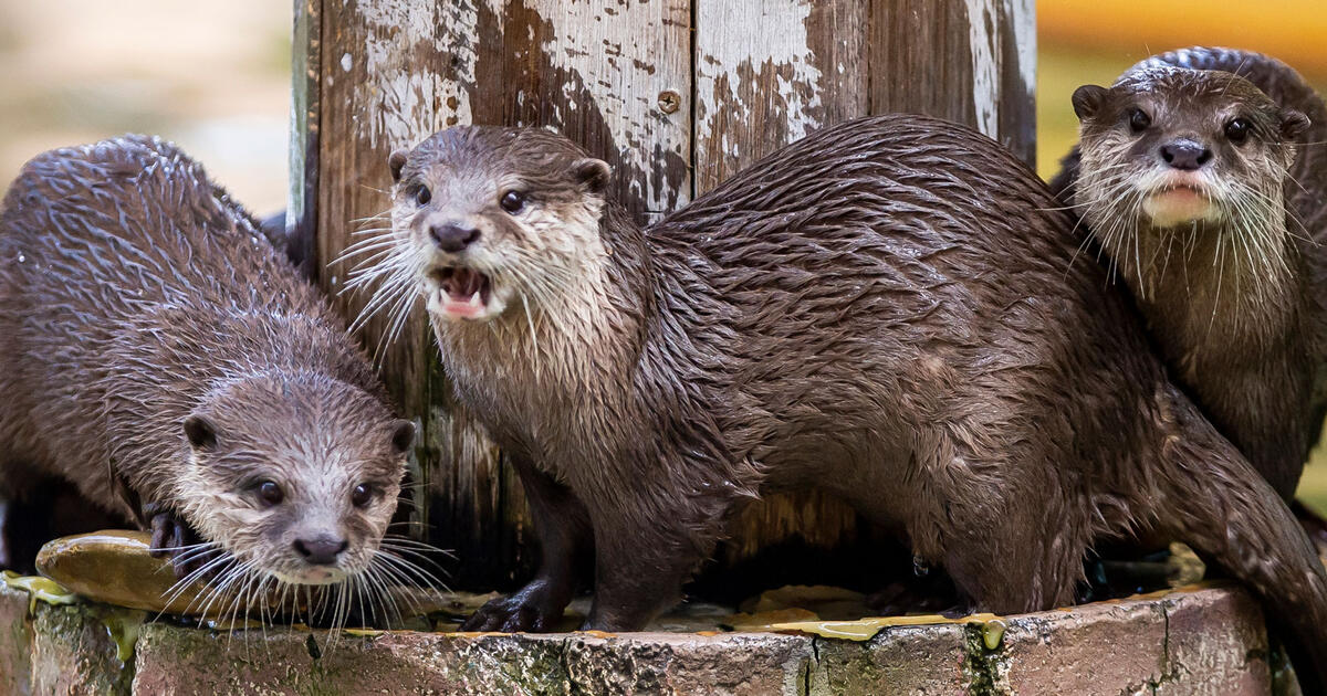 World Otter Day 2022 | Taronga Conservation Society Australia