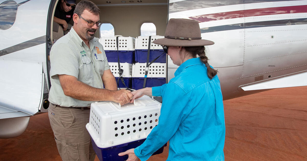 Iconic Greater Bilby bounces back | Taronga Conservation Society Australia