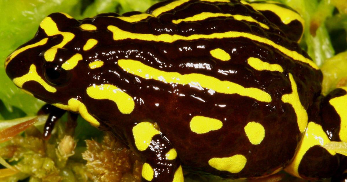 Saving the Northern Corroboree Frog | Taronga Conservation Society ...