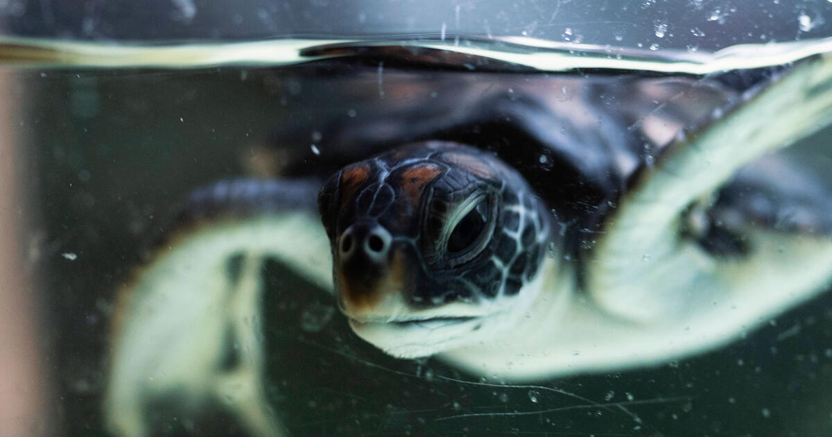 Design Intricacies of a Turtle treatment and rehab | Taronga ...