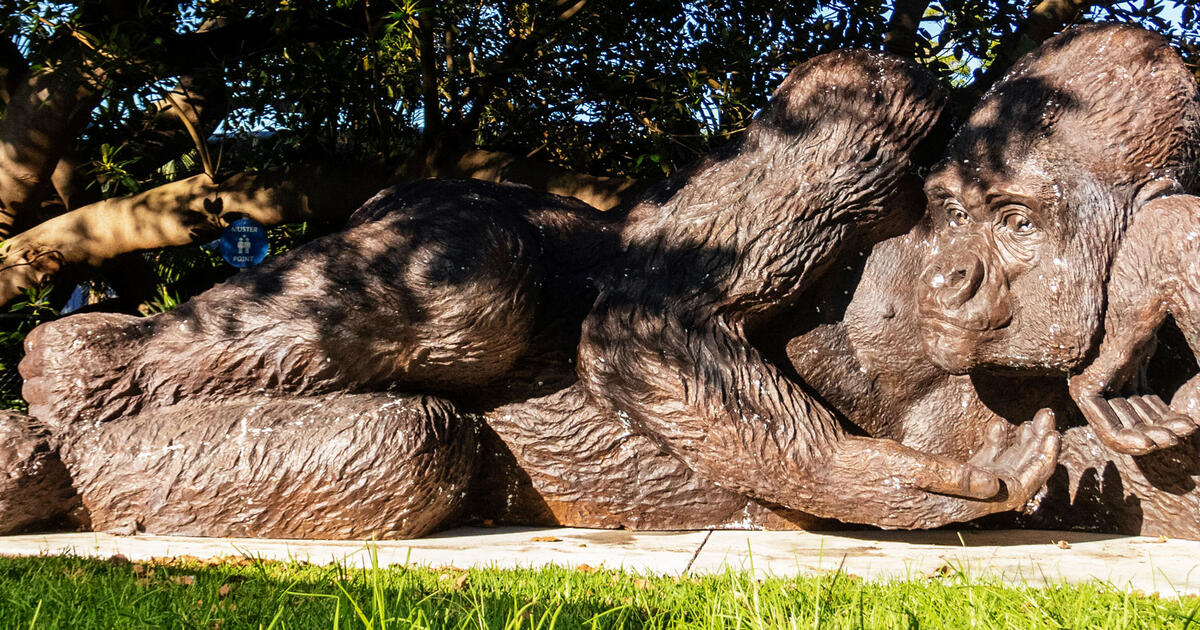 King Nyani Arrives at Taronga Zoo | Taronga Conservation Society Australia