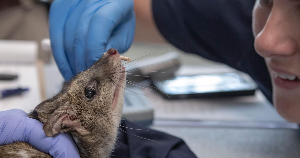 New arrivals to Quoll breeding program | Taronga Conservation Society ...