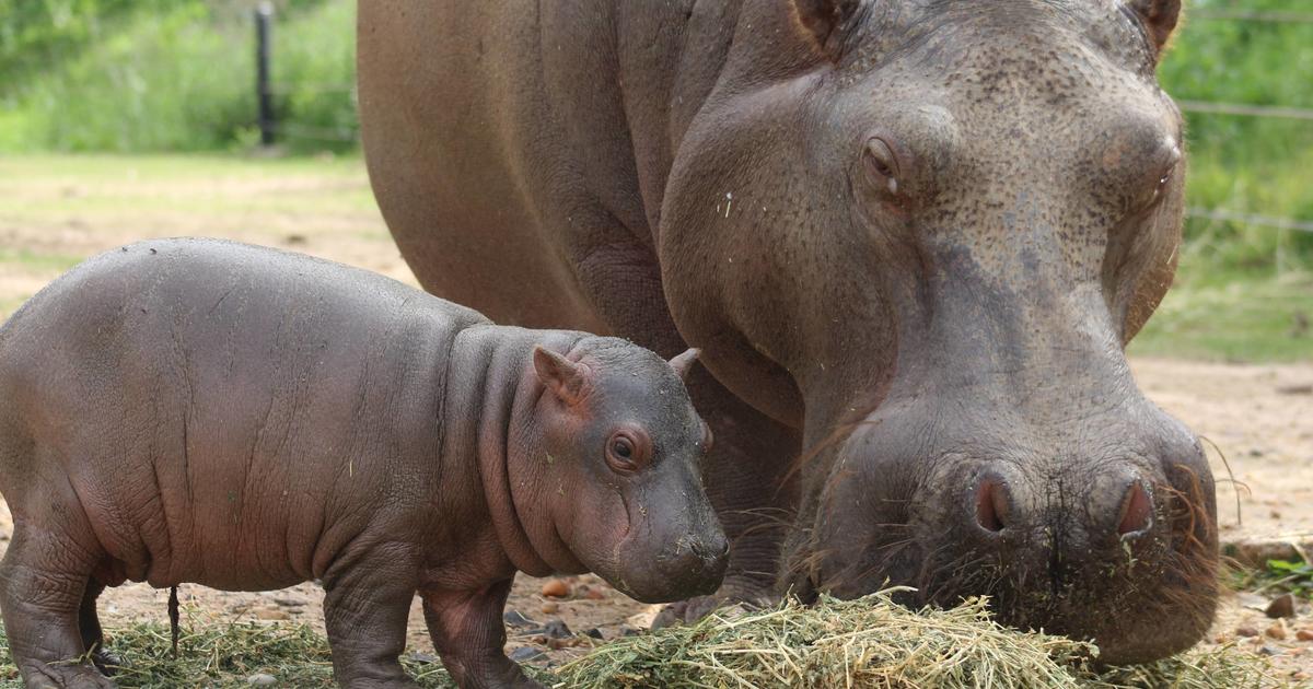 Male Hippo calf welcomed at Dubbo Zoo | Taronga Conservation Society ...