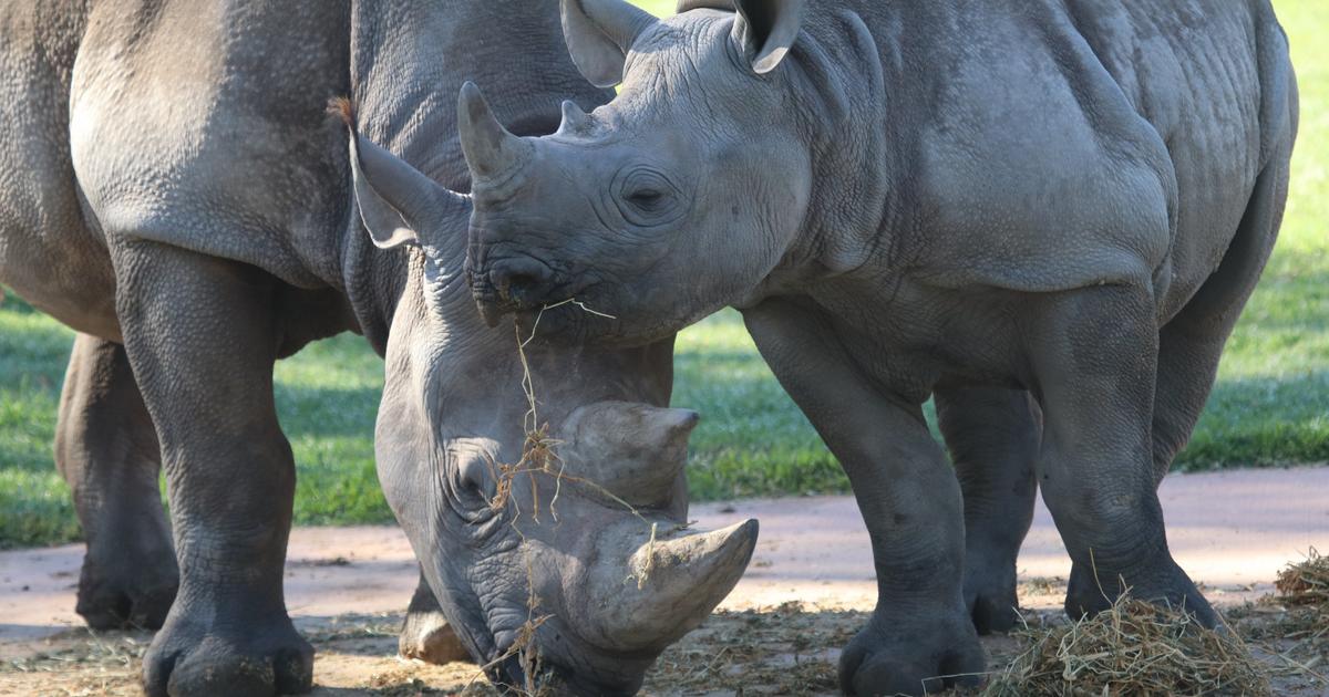 Pampoen turns one! | Taronga Conservation Society Australia