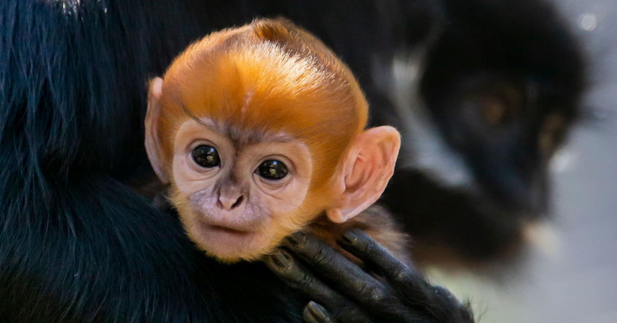 Vibrant new Francois’ Langur baby, adds to Taronga’s spring baby boom ...