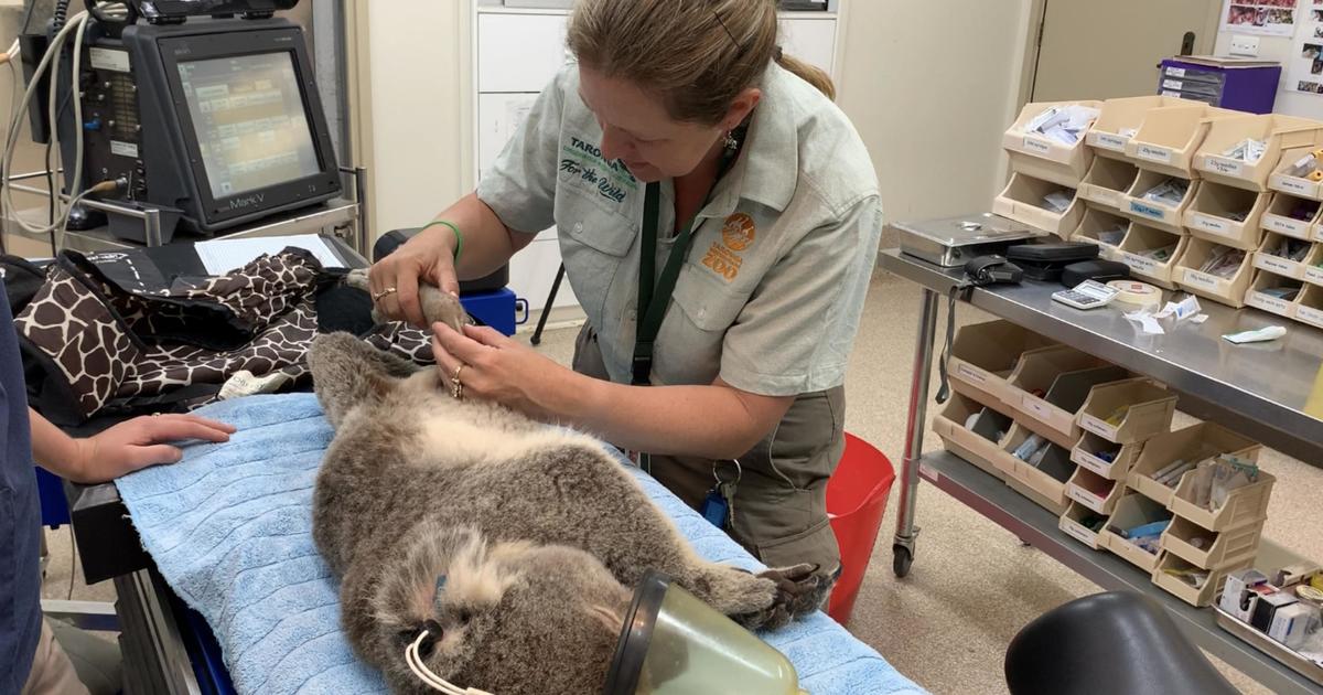 Koala in need of specialised care | Taronga Conservation Society Australia
