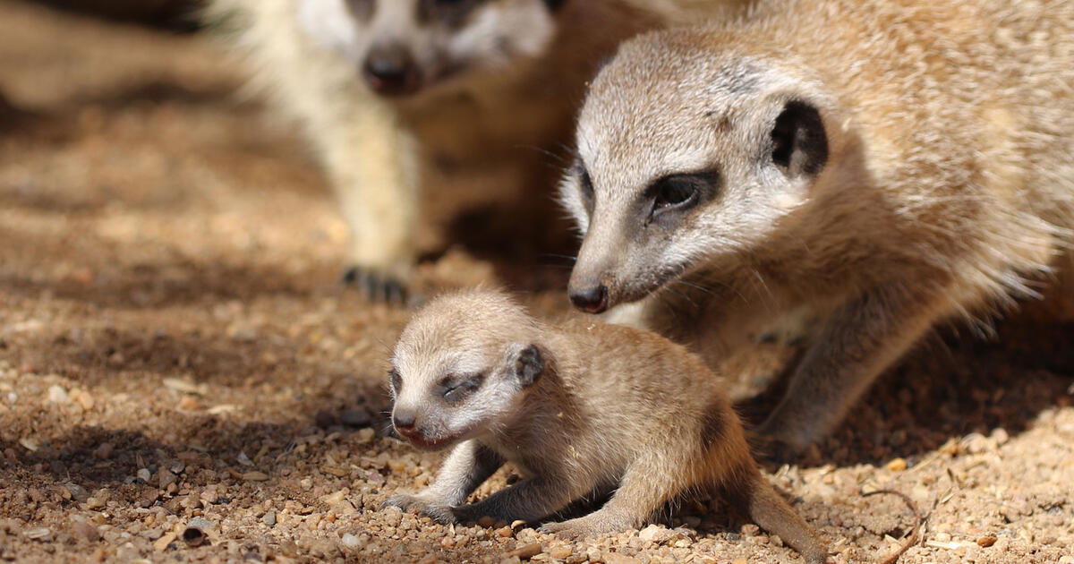 Meerkat Mob Expands | Taronga Conservation Society Australia