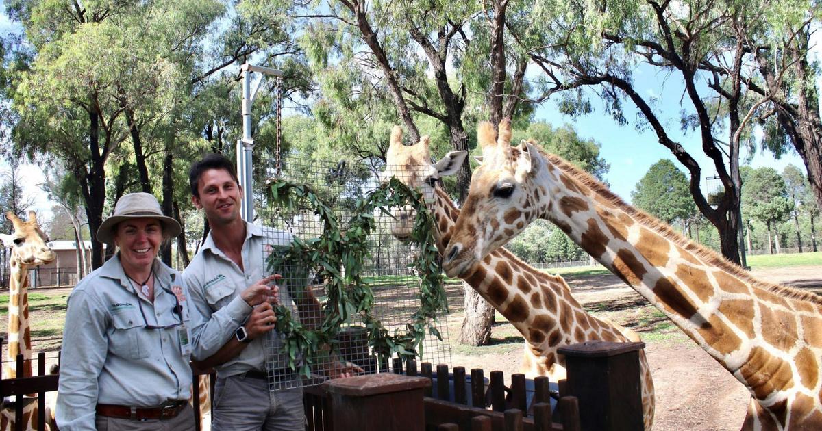 Mutangi the Giraffe turns 30 | Taronga Conservation Society Australia