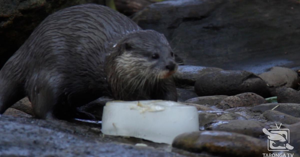 Otter-ly adorable Fishicle Friday | Taronga Conservation Society Australia