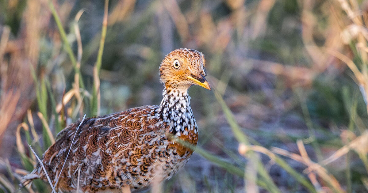 Plains-wanderers return to the Hay Plains | Taronga Conservation ...