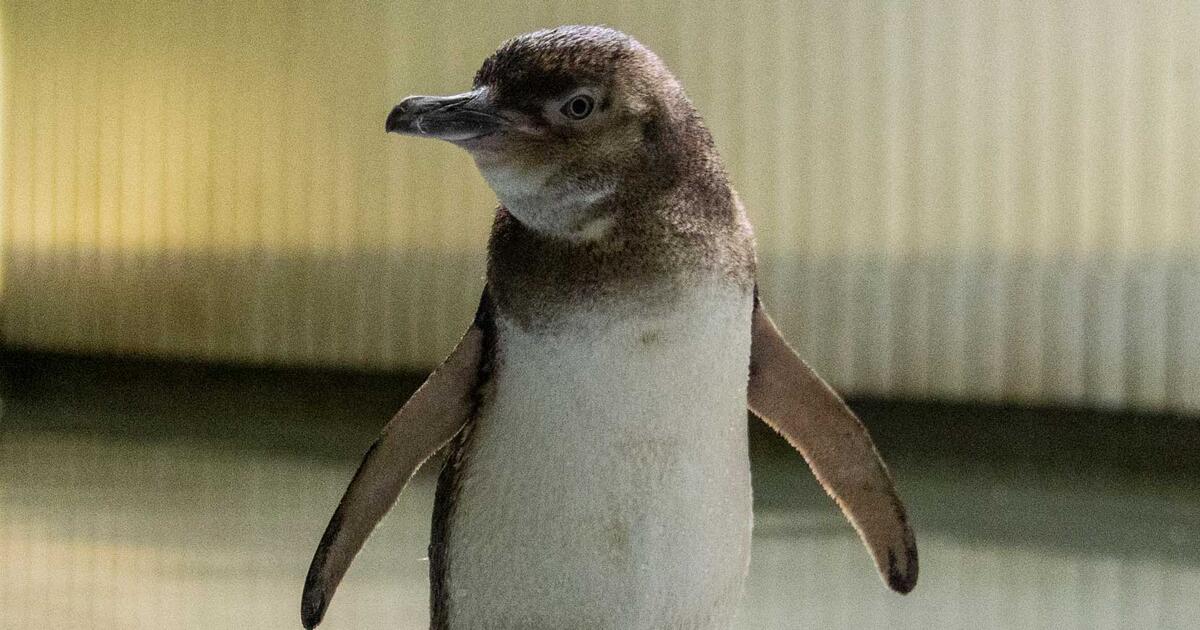 Little Penguin moulting season | Taronga Conservation Society Australia
