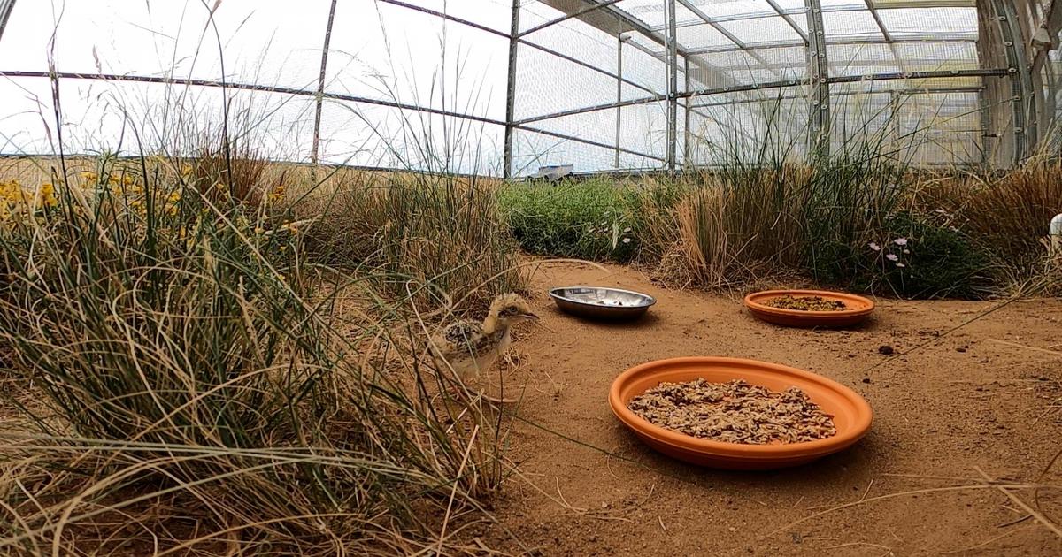 Rare birds flourish at Dubbo | Taronga Conservation Society Australia