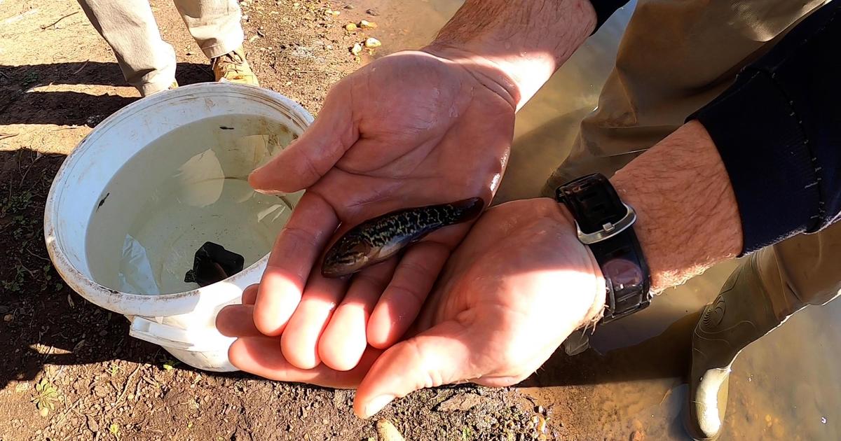 Rare fish thriving at new home | Taronga Conservation Society Australia