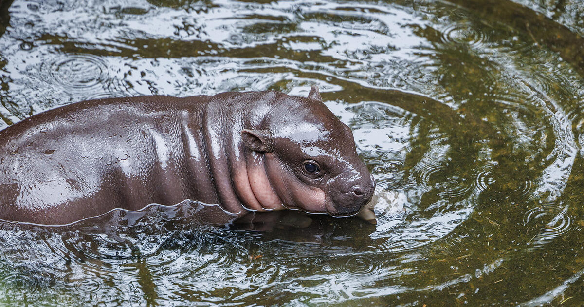 Pygmy Hippo Calf born at Taronga Zoo Sydney! | Taronga Conservation ...