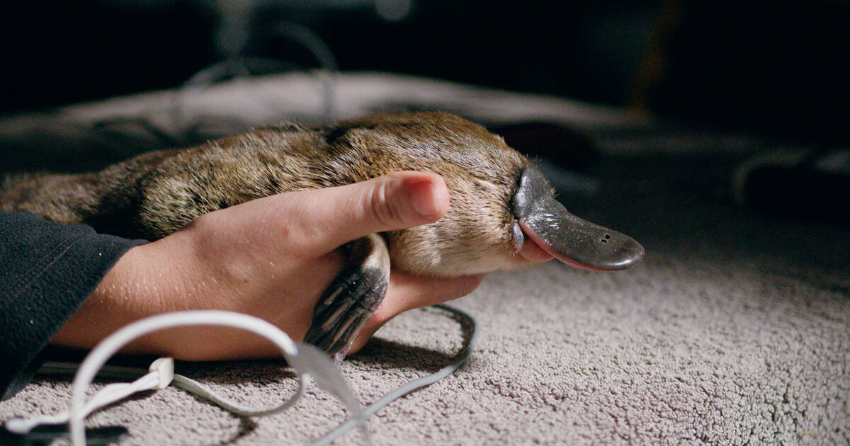 First-ever platypus translocation in NSW results in breeding success ...