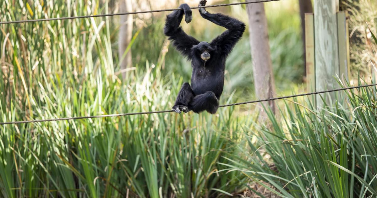 They're calling on you | Taronga Conservation Society Australia