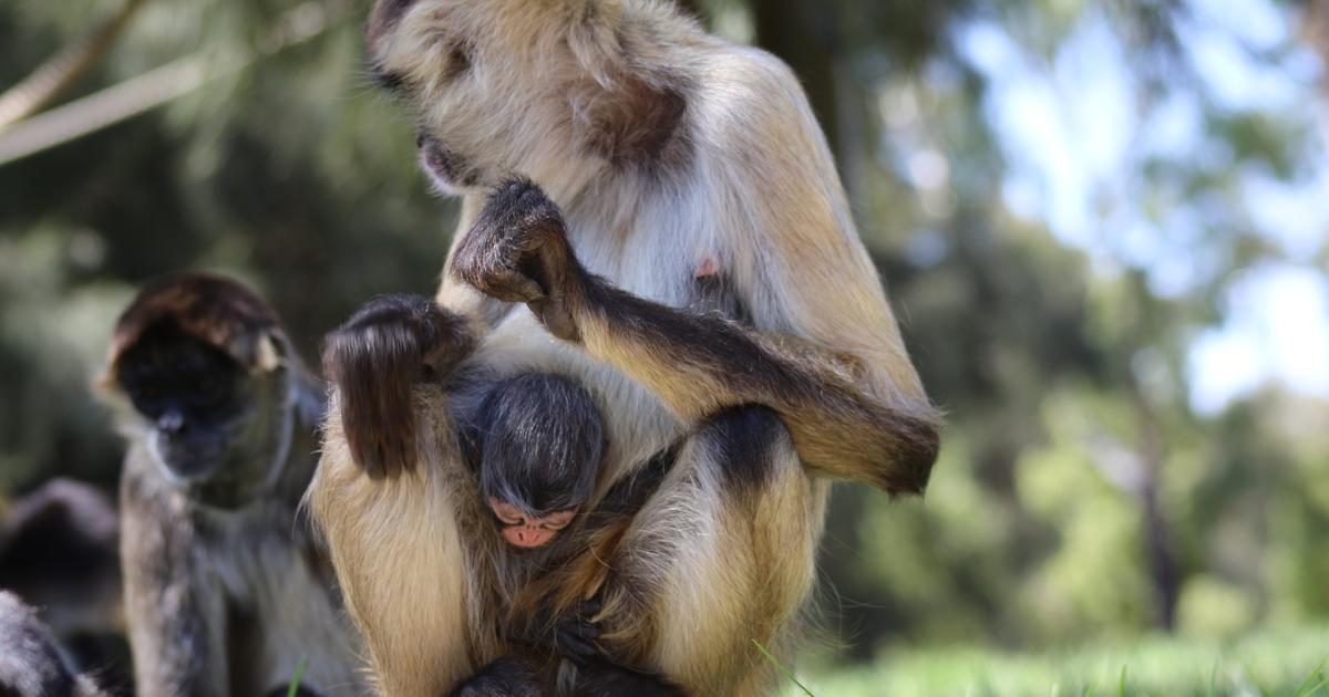 Spider Monkey baby born | Taronga Conservation Society Australia