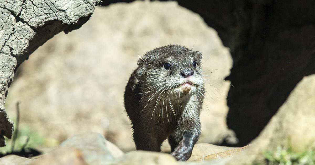 See new arrivals this spring in Dubbo | Taronga Conservation Society ...