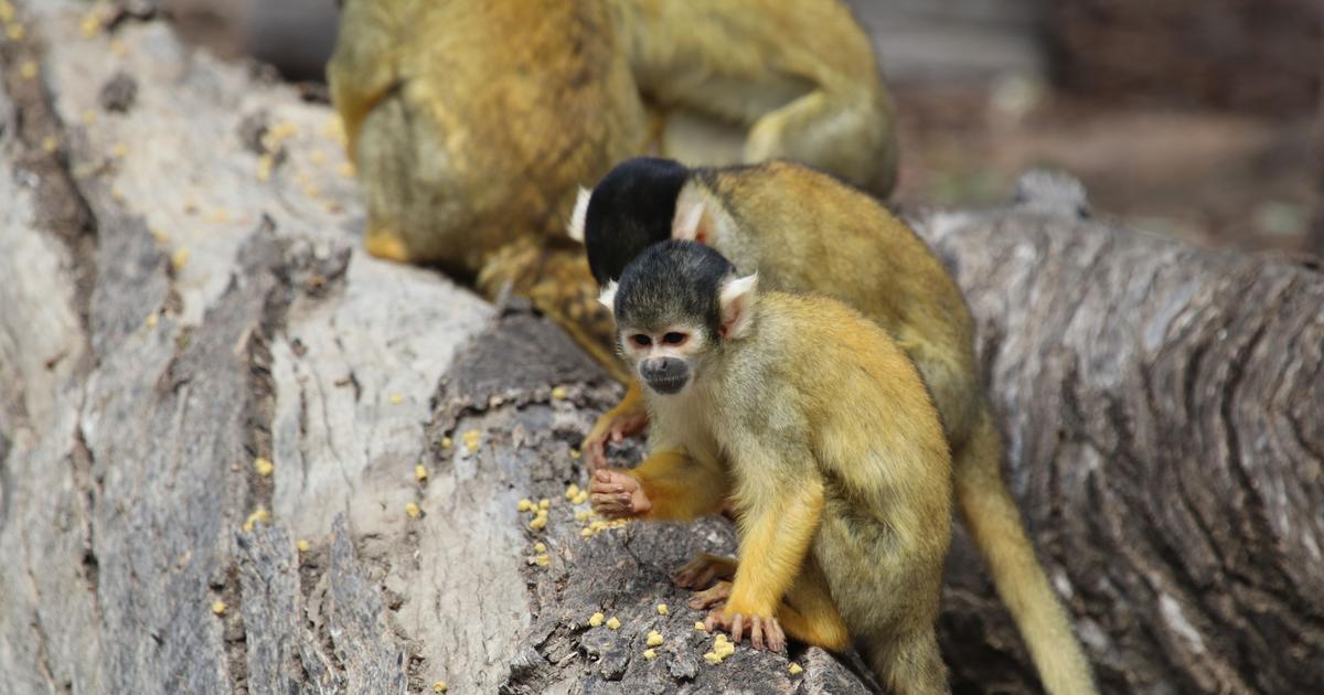 Squirrel Monkeys head to new home | Taronga Conservation Society Australia