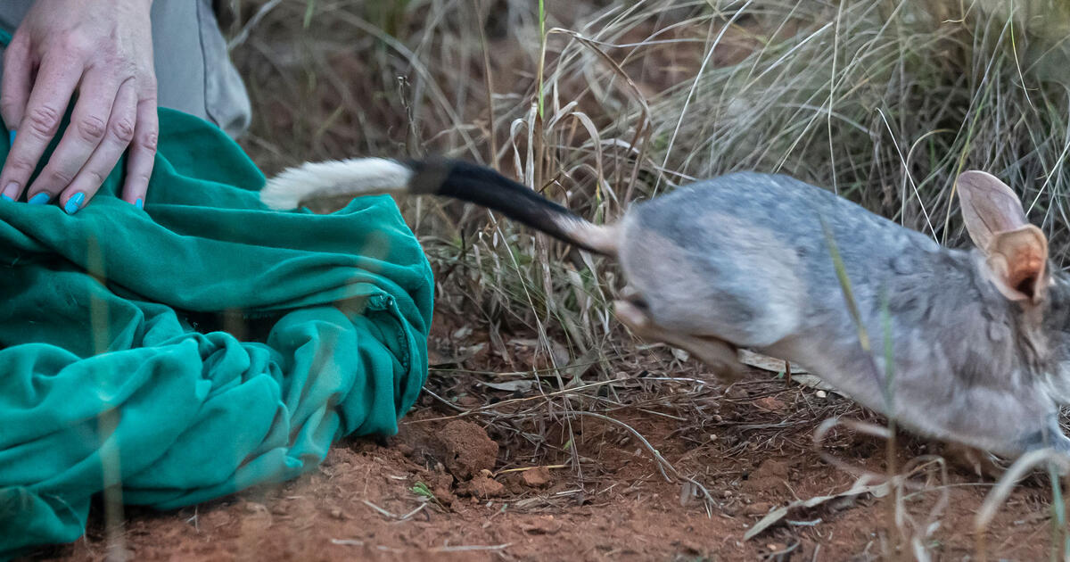 Greater Bilby numbers booming | Taronga Conservation Society Australia