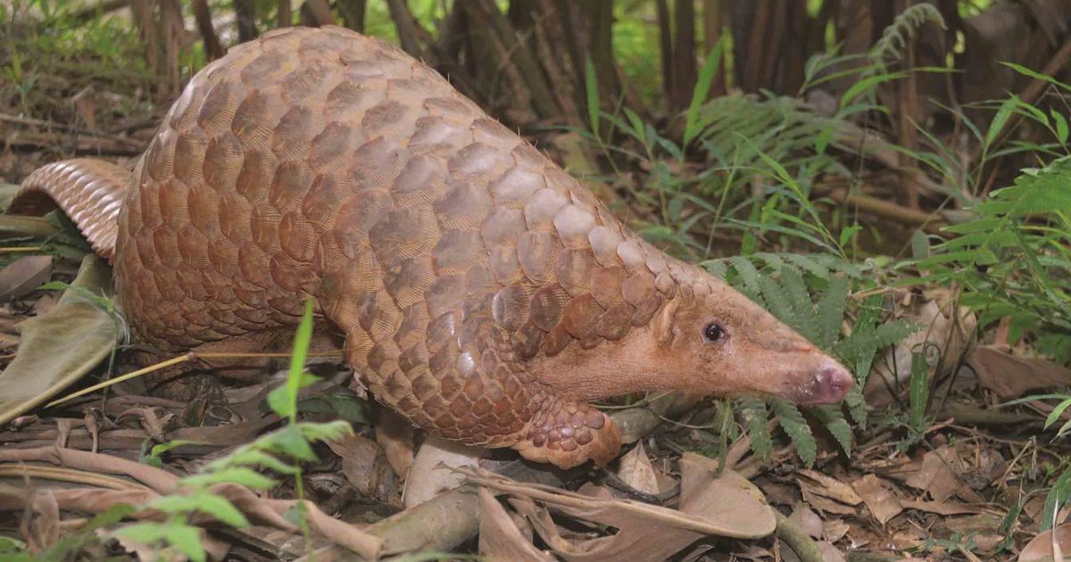 Passionate about the Pangolin | Taronga Conservation Society Australia