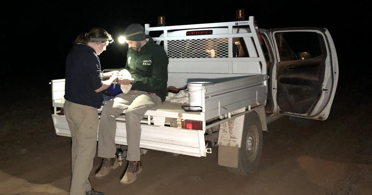 Greater Bilby breeding success in Dubbo | Taronga Conservation Society ...
