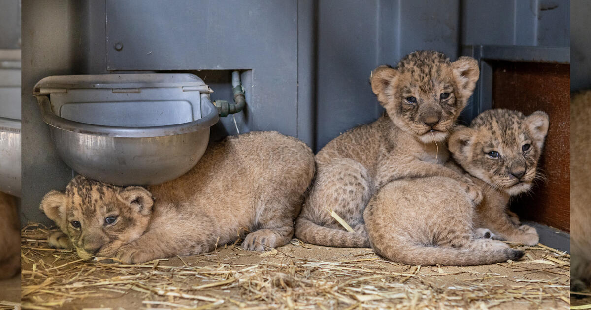 Lion cubs thriving at Dubbo Zoo | Taronga Conservation Society Australia