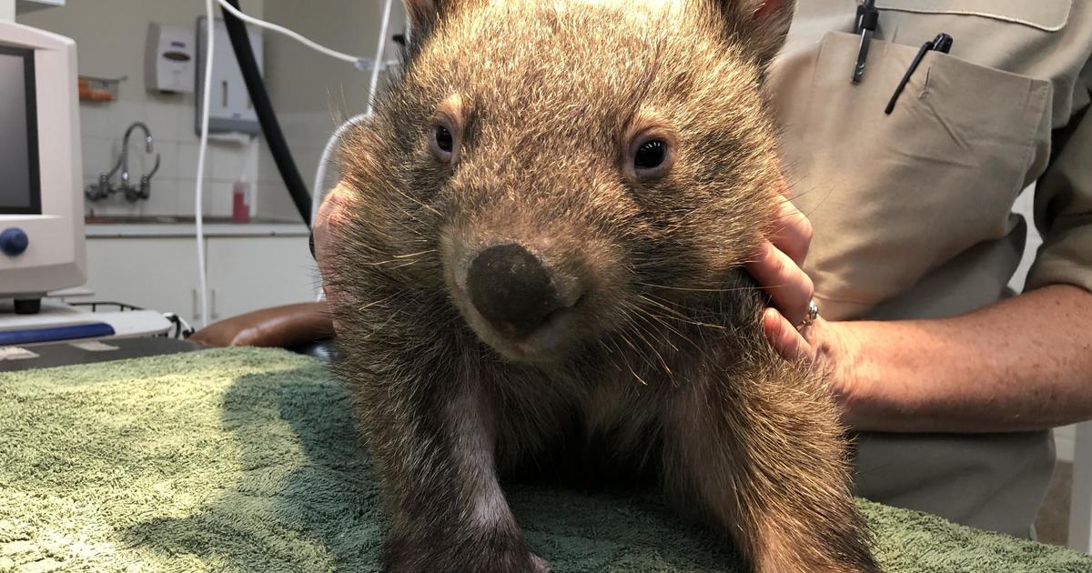 Young wombat in good hands after suffering burns | Taronga Conservation ...