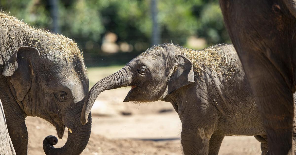 Celebrate World Elephant Day with us | Taronga Conservation Society ...