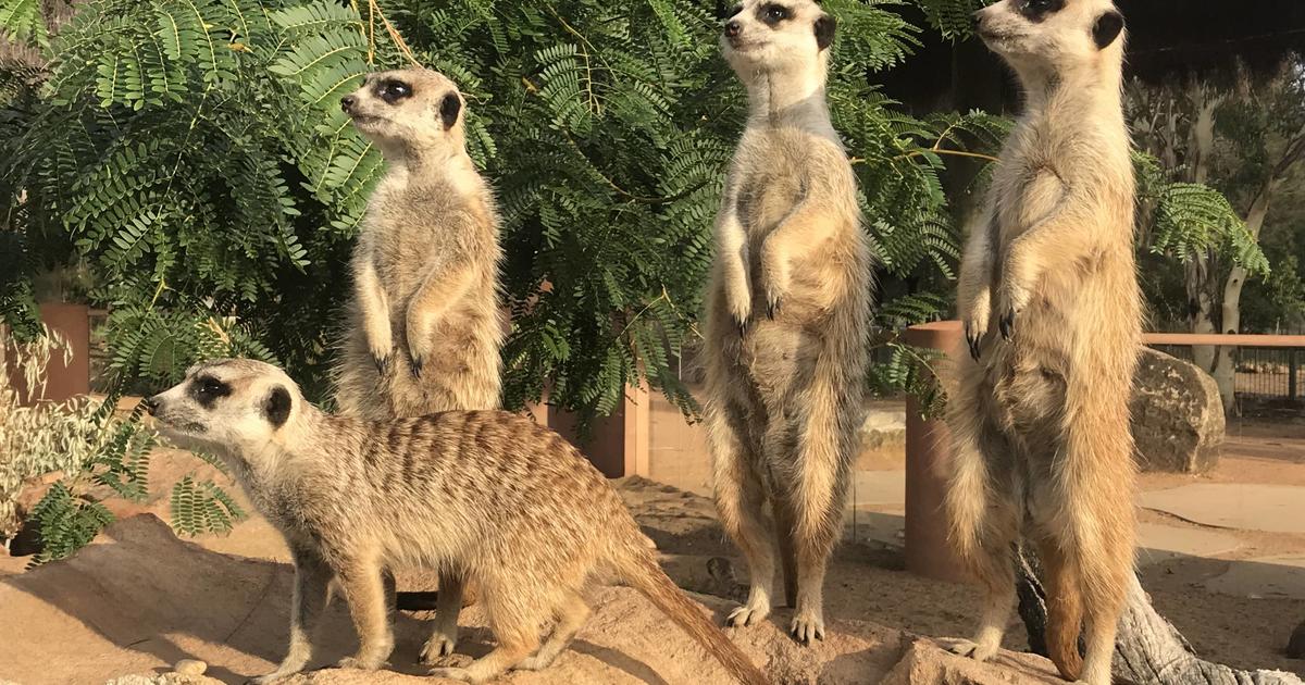 15 reasons to celebrate World Meerkat Day | Taronga Conservation ...