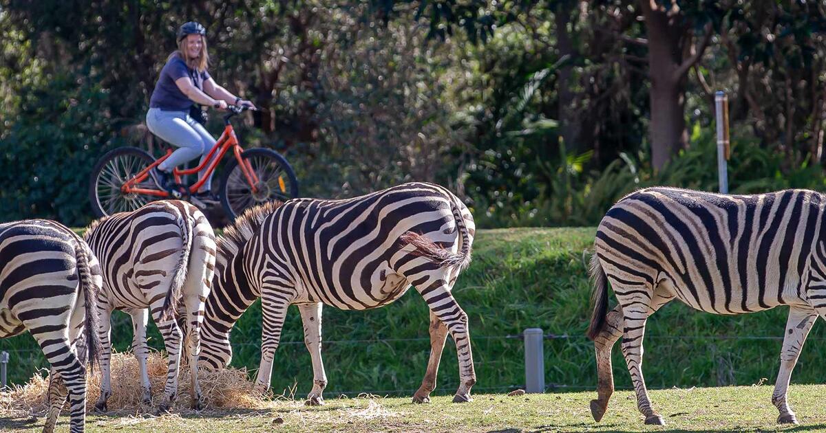 International Zebra Day | Taronga Conservation Society Australia
