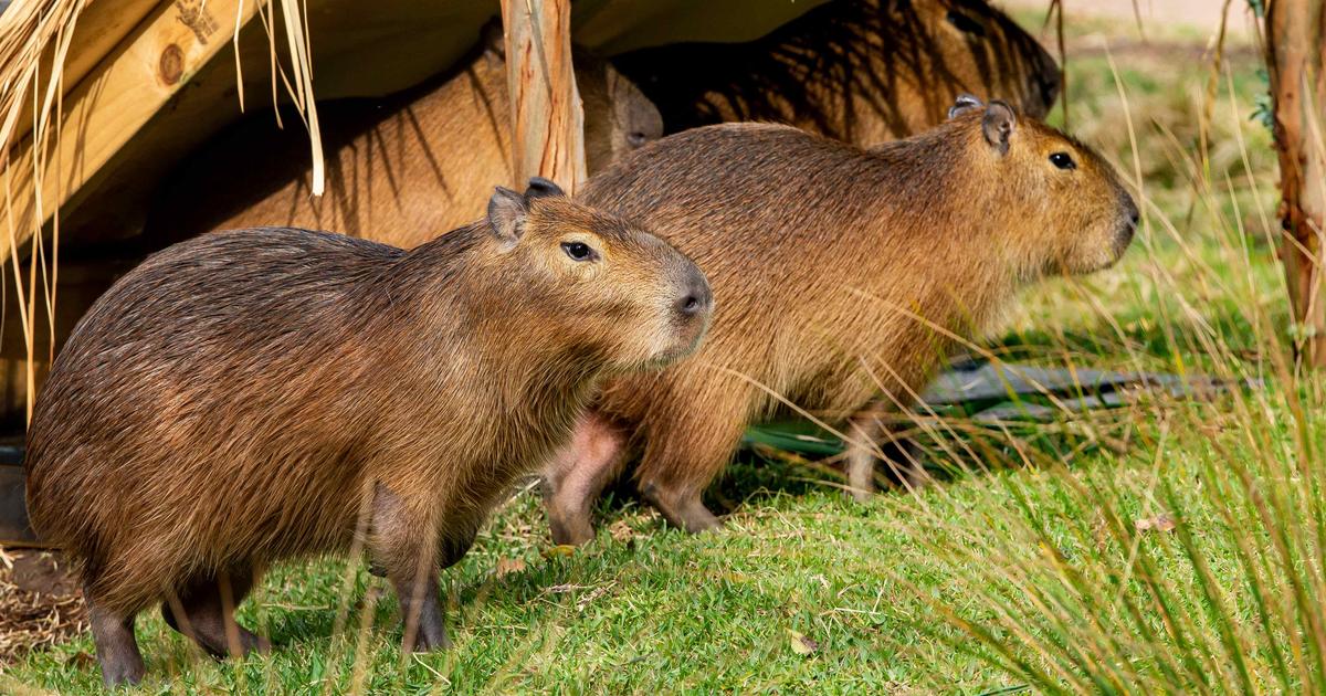 World's largest rodent finds new home at Taronga Zoo | Taronga ...