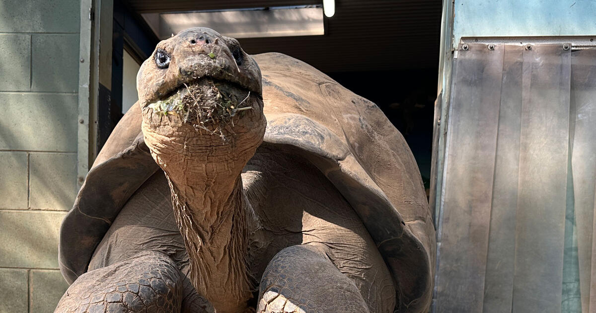 Where are the tortoises? | Taronga Conservation Society Australia