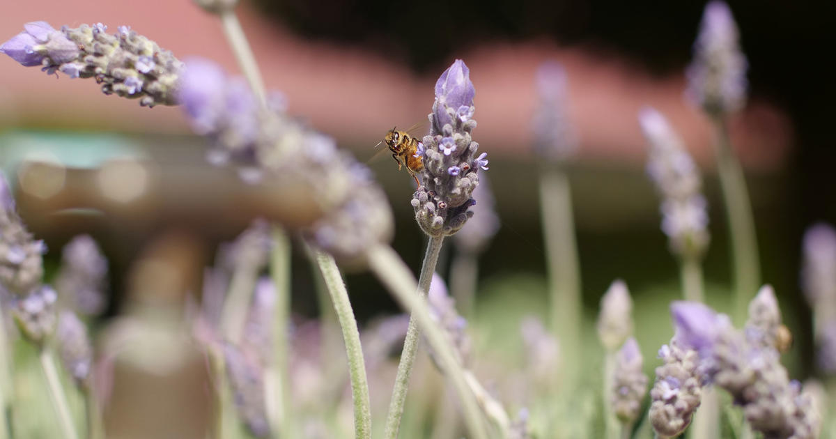 World Habitat Day 2019 | Taronga Conservation Society Australia