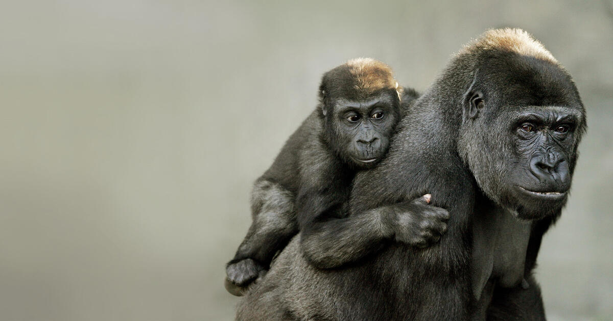 Answer their Call this International Primate Day | Taronga Conservation ...