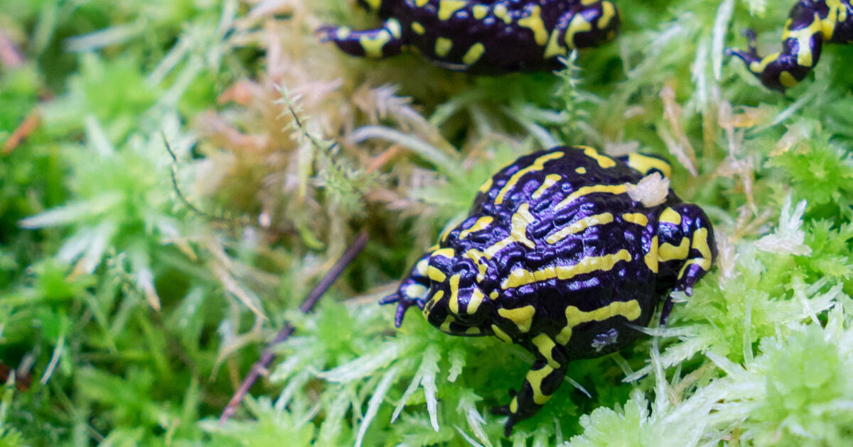 Surviving Extinction | Taronga Conservation Society Australia