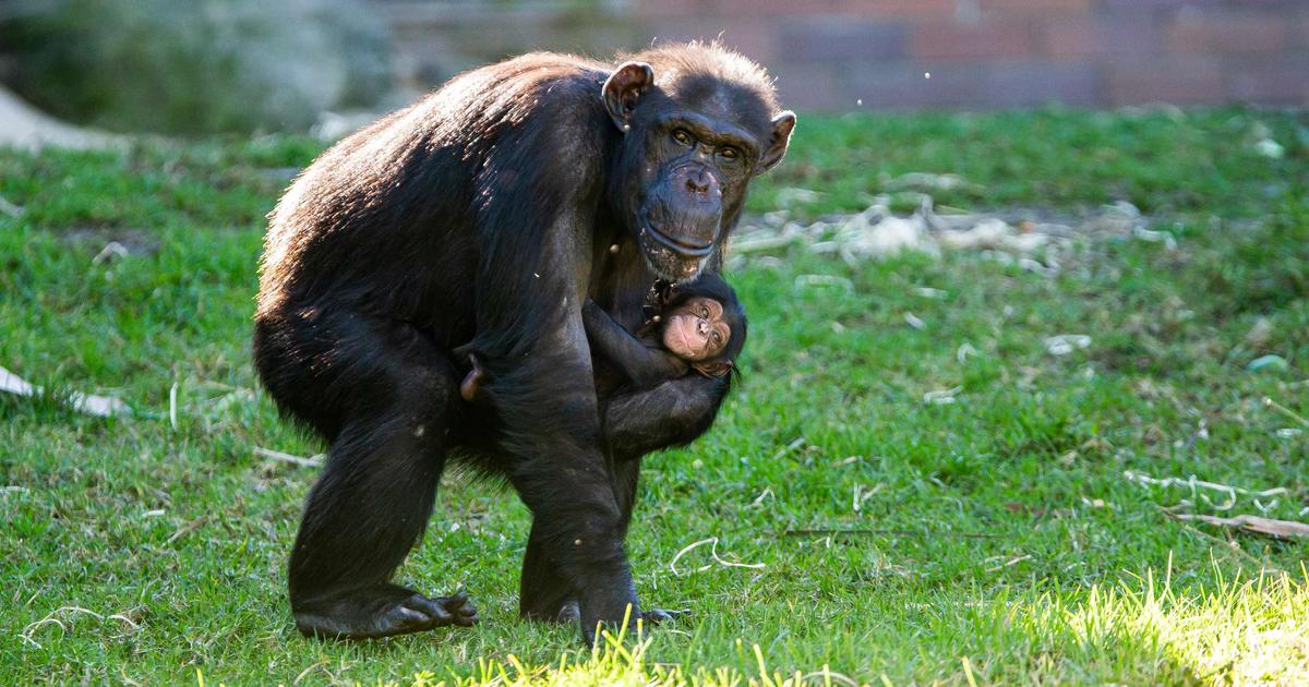 Incredible and critically endangered chimp baby | Taronga Conservation ...