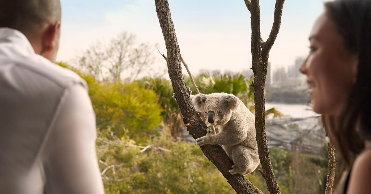 Wake up with a koala | Taronga Conservation Society Australia