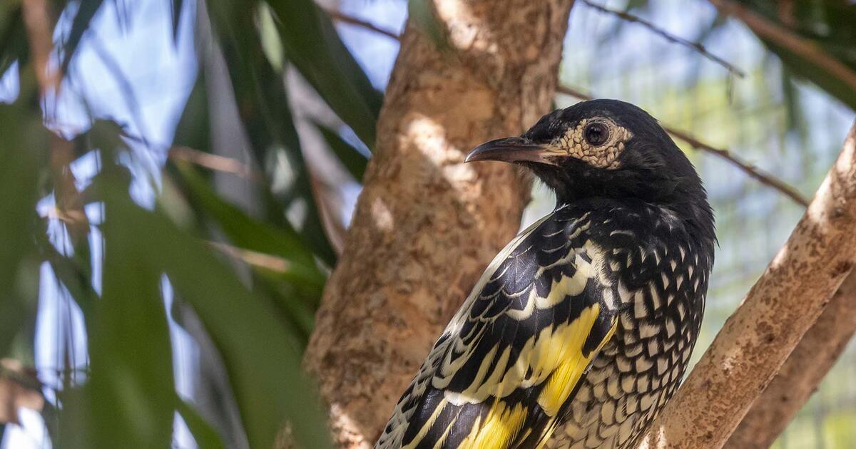 Rare bird now on display | Taronga Conservation Society Australia