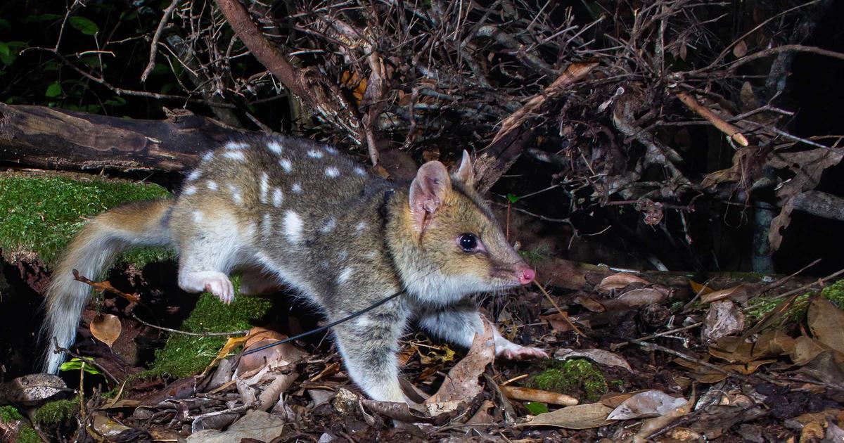 A second chance for the eastern quoll | Taronga Conservation Society ...