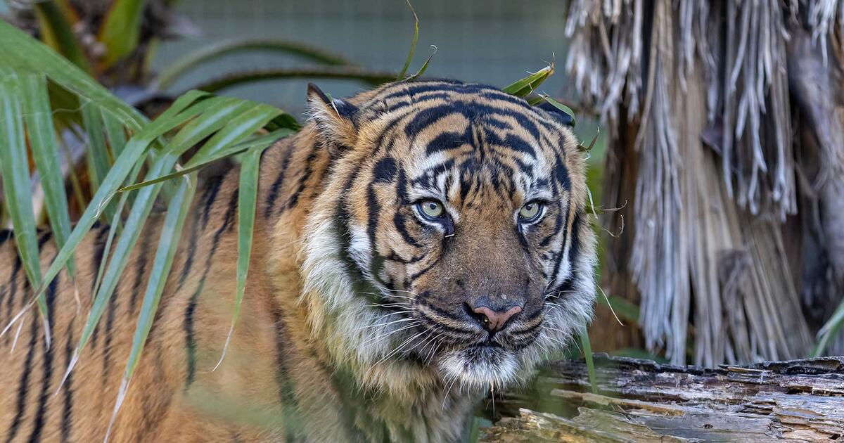 Tiger Encounter | Taronga Conservation Society Australia